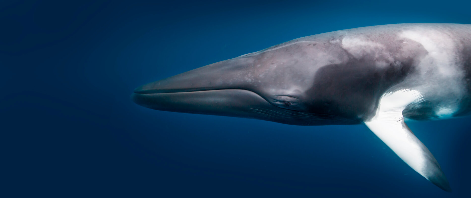Vågehval | Fakta om vågehvalen og dens liv | Stopphvalfangst