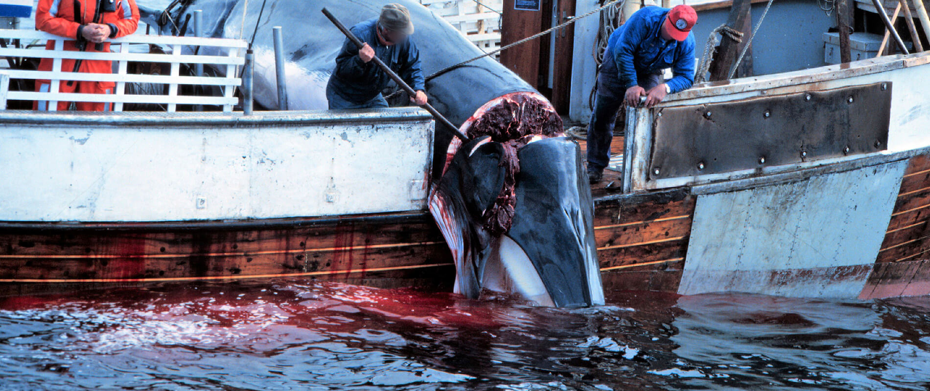 Hvalfangsten | Hvalfangst i Norge i dag | Stopphvalfangst