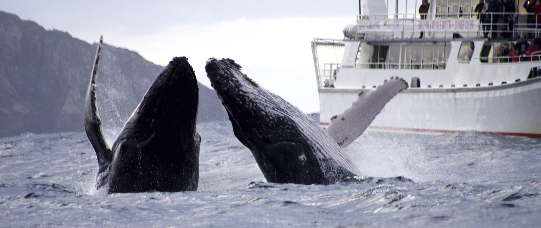 Etisk hvalsafari | Hvalene i deres naturlige habitat | Stopphvalfangst